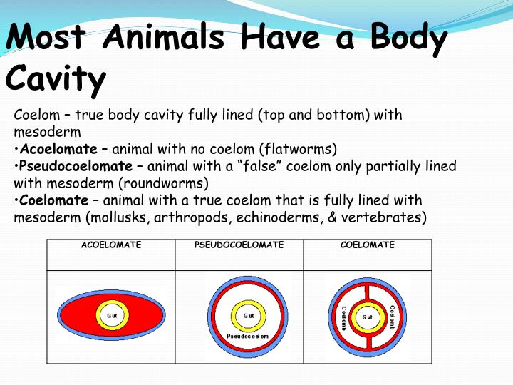 PPT - Animals and Systems PowerPoint Presentation - ID:2017530