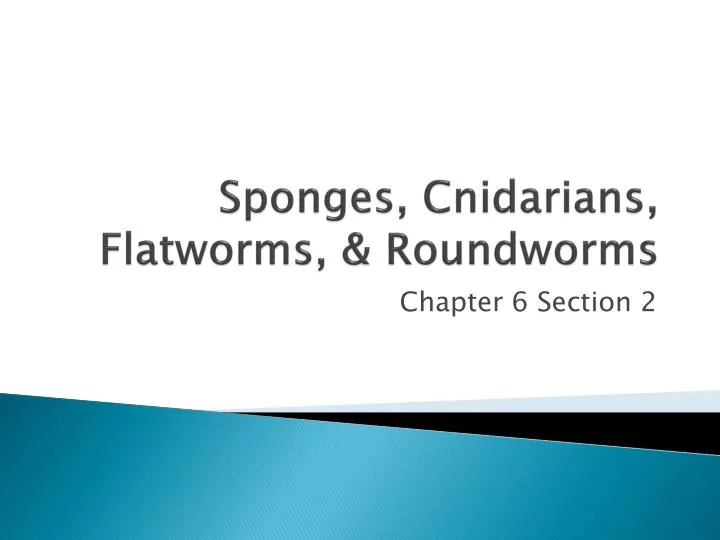 PPT - Sponges, Cnidarians, Flatworms, & Roundworms PowerPoint ...