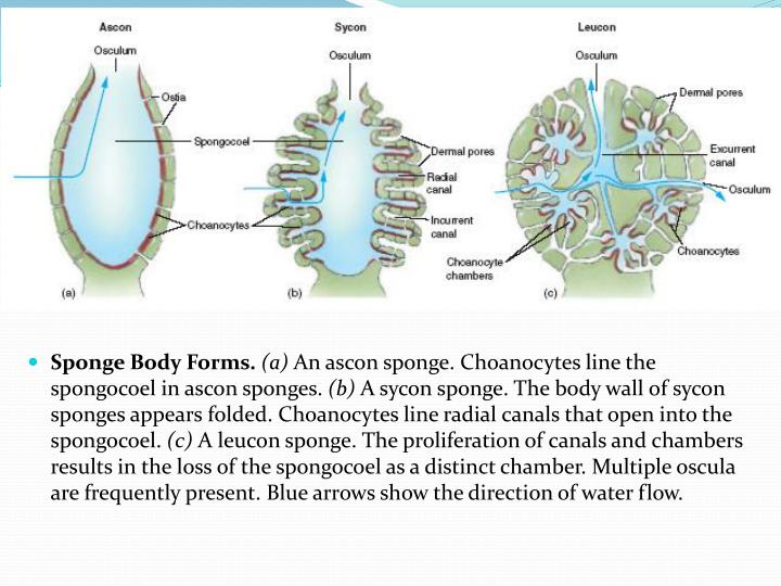 PPT - PHYLUM PORIFERA PowerPoint Presentation - ID:2017991