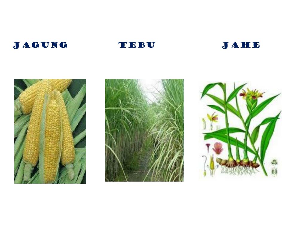 Ppt Tumbuhan Monokotil And Dikotil Powerpoint Presentation Free