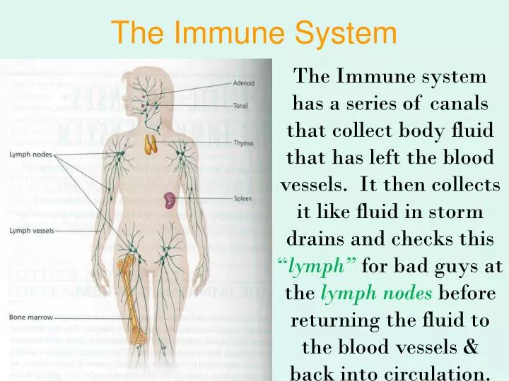 PPT - The Immune System PowerPoint Presentation, free download - ID:2018397