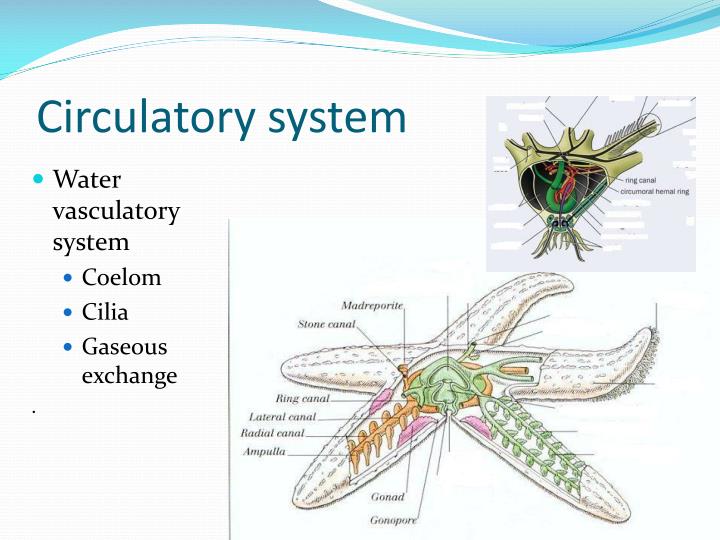 PPT - Echinoderms PowerPoint Presentation - ID:2018898