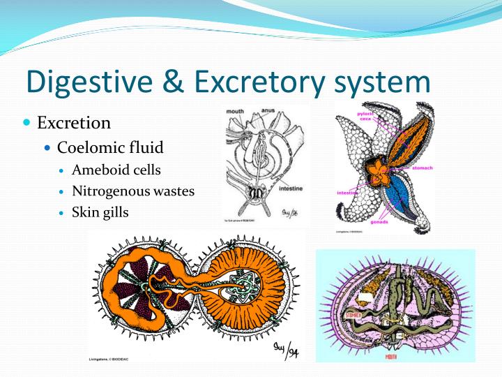 PPT - Echinoderms PowerPoint Presentation - ID:2018898