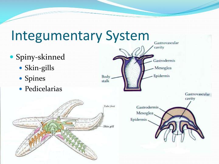 PPT - Echinoderms PowerPoint Presentation - ID:2018898
