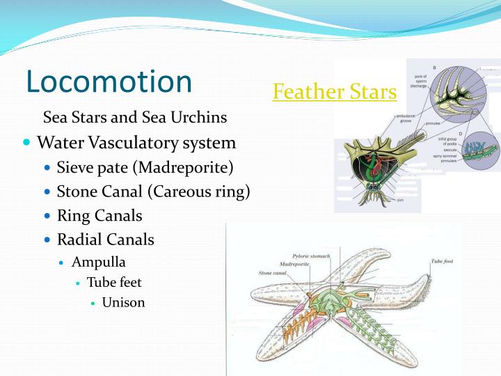 PPT - Echinoderms PowerPoint Presentation - ID:2018898