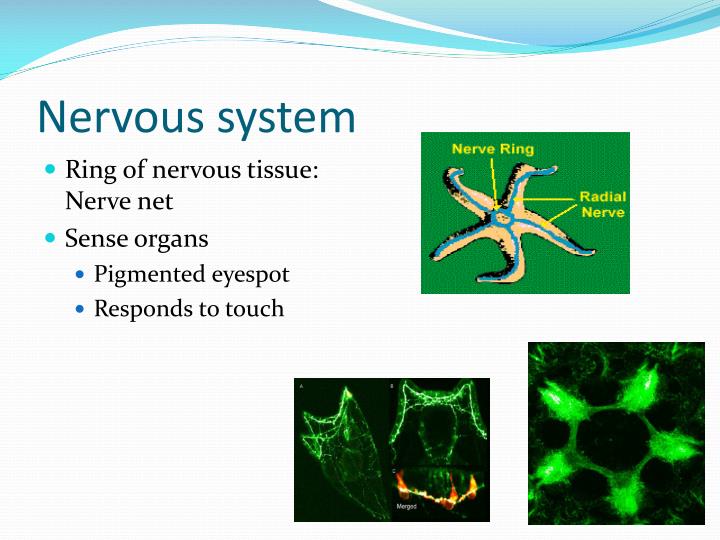 PPT - Echinoderms PowerPoint Presentation - ID:2018898