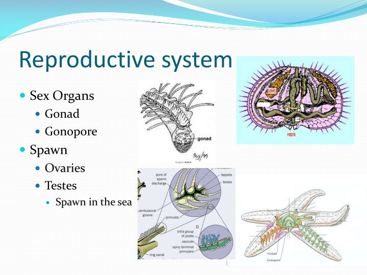 PPT - Echinoderms PowerPoint Presentation - ID:2018898