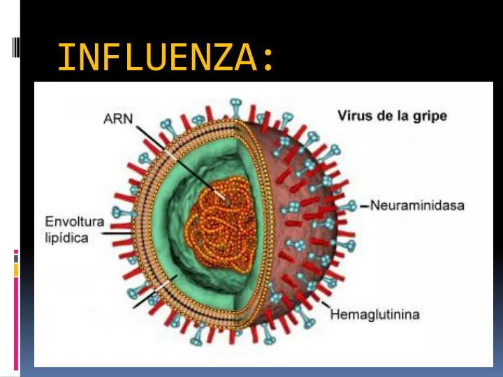 PPT - INFLUENZA: PowerPoint Presentation, free download - ID:2019424
