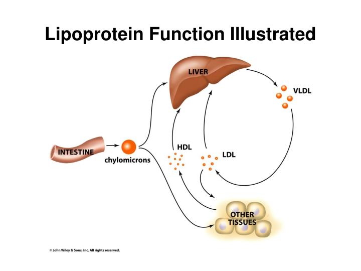 PPT - Lecture Notes for Chapter 17 Lipid Metabolism PowerPoint ...