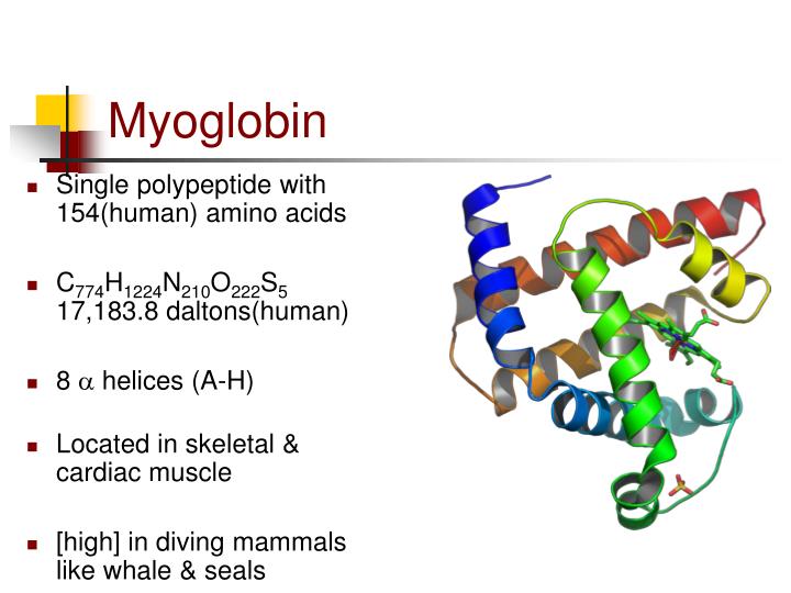 PPT - Myoglobin & Hemoglobin PowerPoint Presentation - ID:2019714