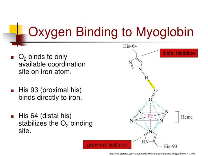 PPT - Myoglobin & Hemoglobin PowerPoint Presentation - ID:2019714