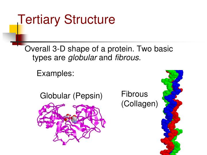 PPT - Myoglobin & Hemoglobin PowerPoint Presentation - ID:2019714