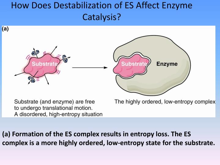 PPT - Mechanisms of Enzyme Action PowerPoint Presentation - ID:2019809