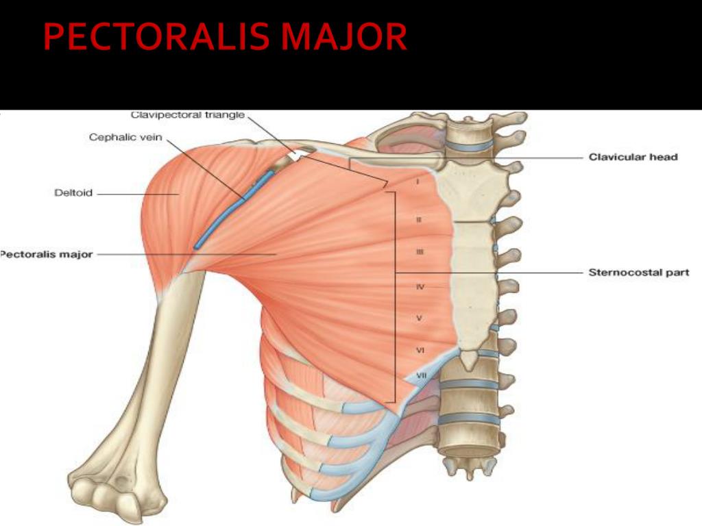 PPT - WINDSOR UNIVERSITY SCHOOL OF MEDICINE St.Kitts PowerPoint ...