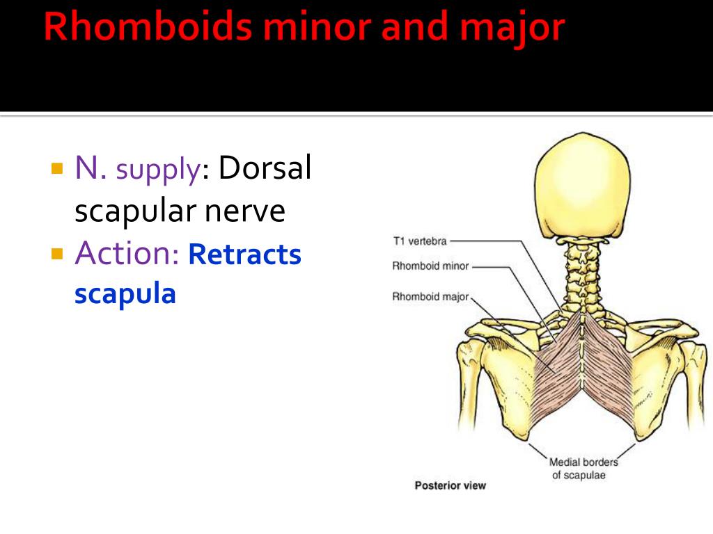 PPT - WINDSOR UNIVERSITY SCHOOL OF MEDICINE St.Kitts PowerPoint ...
