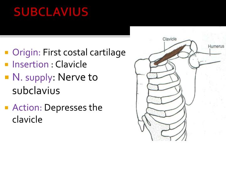 PPT - WINDSOR UNIVERSITY SCHOOL OF MEDICINE St.Kitts PowerPoint ...