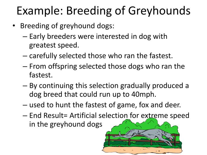 PPT - Evolution as genetic change 16-2 (Types of Selection) PowerPoint ...