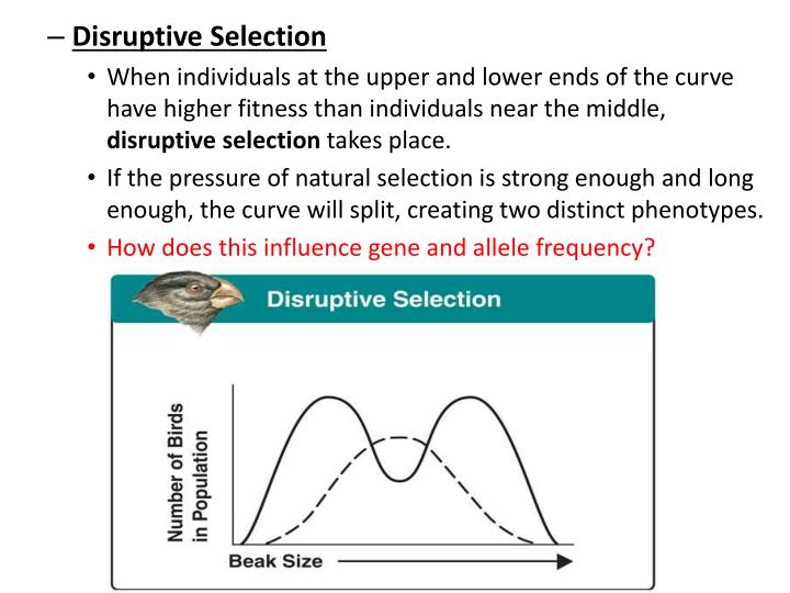 PPT - Evolution as genetic change 16-2 (Types of Selection) PowerPoint ...