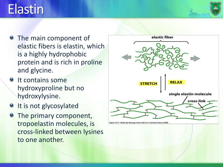 PPT - Structure-function relationship: Fibrous proteins PowerPoint ...