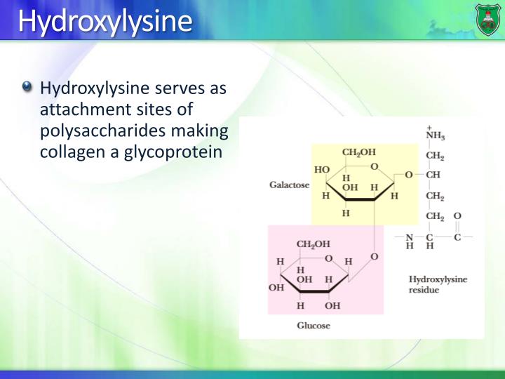 PPT - Structure-function relationship: Fibrous proteins PowerPoint ...