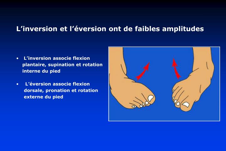 PPT - Traumatologie de la cheville PowerPoint Presentation - ID:2020022