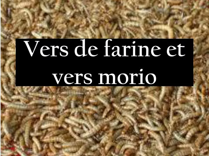 PPT - Vers de farine et vers morio PowerPoint Presentation, free ...