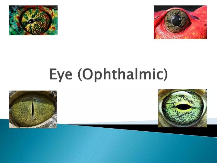 PPT - Eye (Ophthalmic) PowerPoint Presentation, free download - ID:2021742