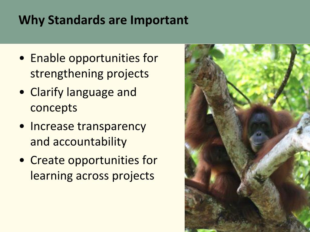 PPT - Daniel Hayden, Rare Marcia Brown, Foundations of Success ...