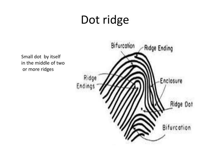 PPT - Fingerprints and Minutiae PowerPoint Presentation - ID:2021955