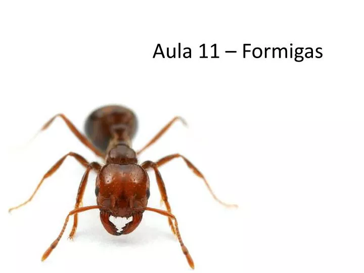 PPT - Aula 11 – Formigas PowerPoint Presentation, free download - ID ...