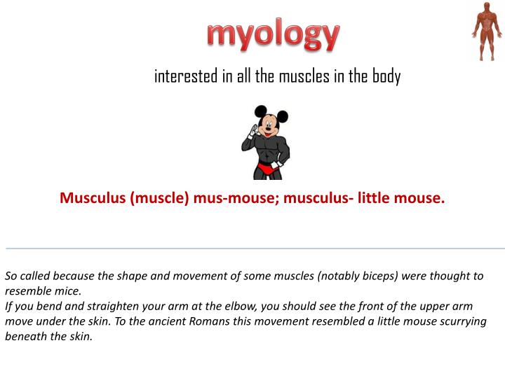 PPT - INTRODUCTION TO MYOLOGY PowerPoint Presentation - ID:2023441