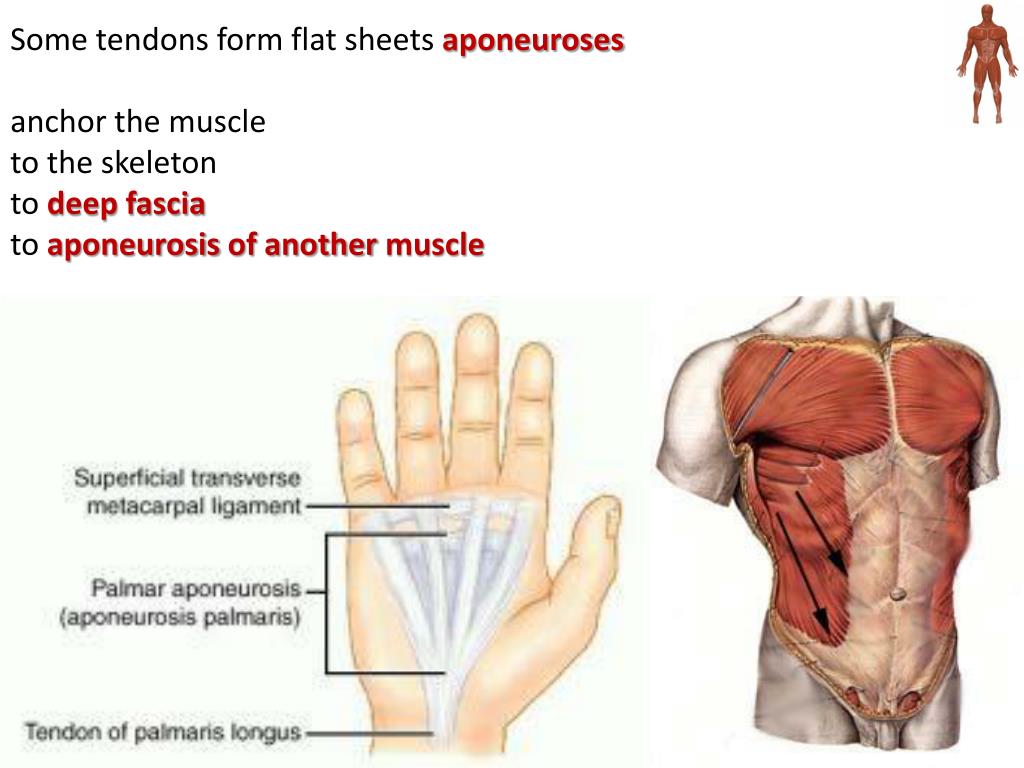 PPT - Understanding the Muscular System for Better Health PowerPoint ...
