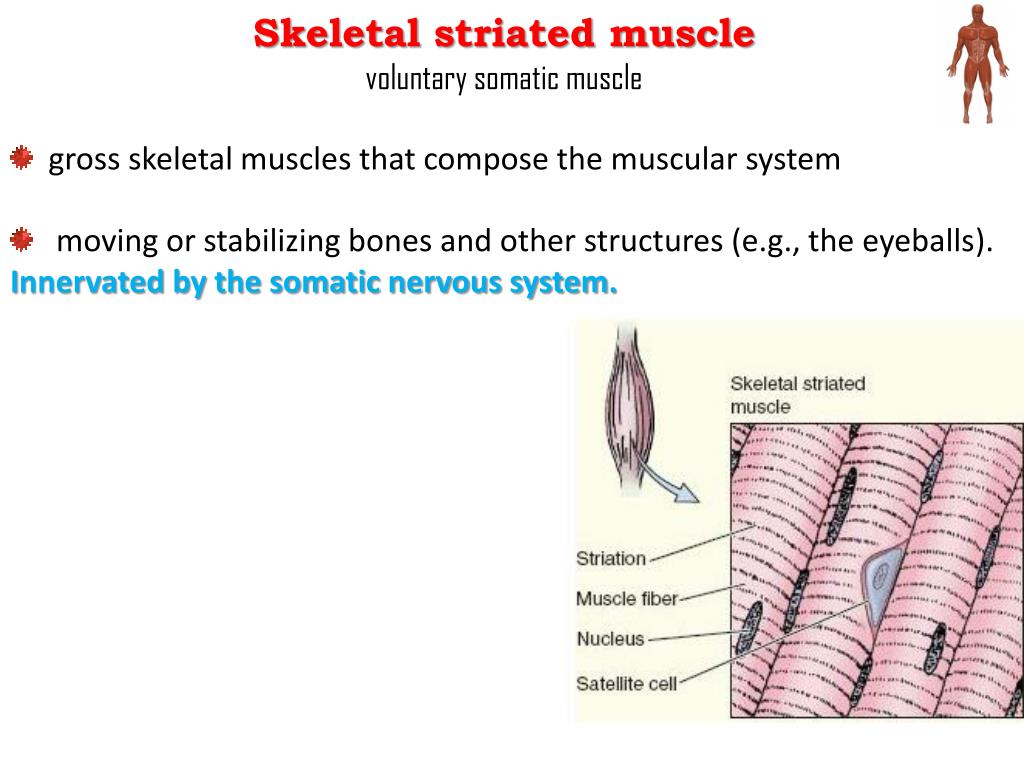 PPT - Understanding the Muscular System for Better Health PowerPoint ...