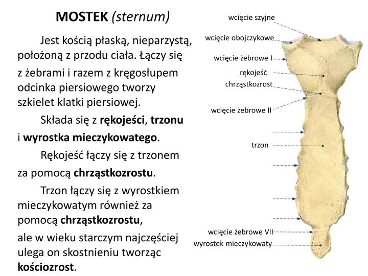 PPT - OGÓLNA BUDOWA I MECHANIKA KLATKI PIERSIOWEJ PowerPoint ...