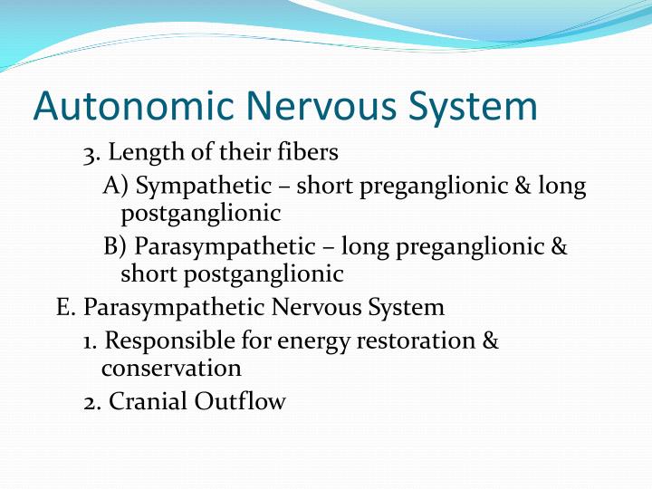 PPT - Autonomic Nervous System PowerPoint Presentation - ID:2023806