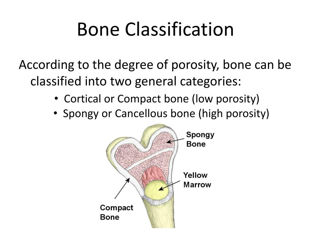 PPT Bone Composition PowerPoint Presentation Free Download ID 2023881
