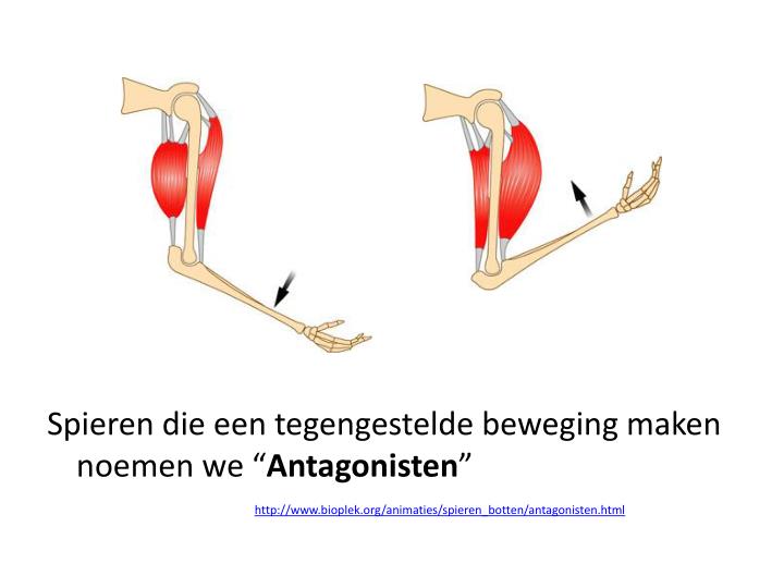 PPT - 2.3 Spieren PowerPoint Presentation - ID:2024159