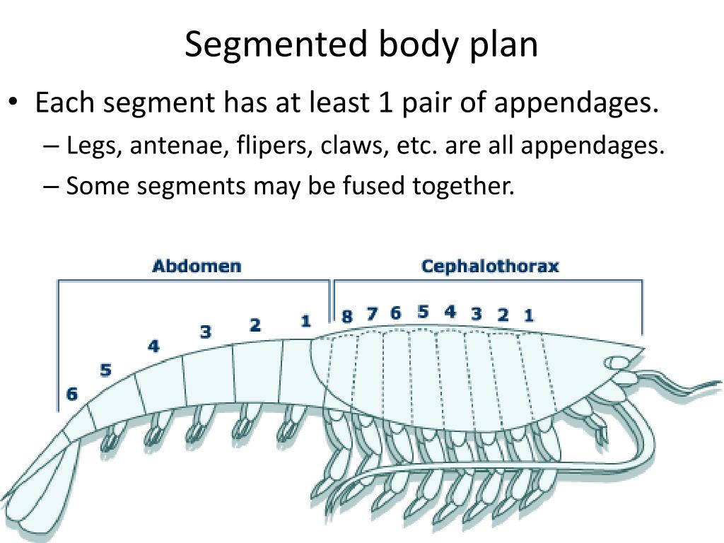 Ppt Arthropods Powerpoint Presentation Free Download Id2024377