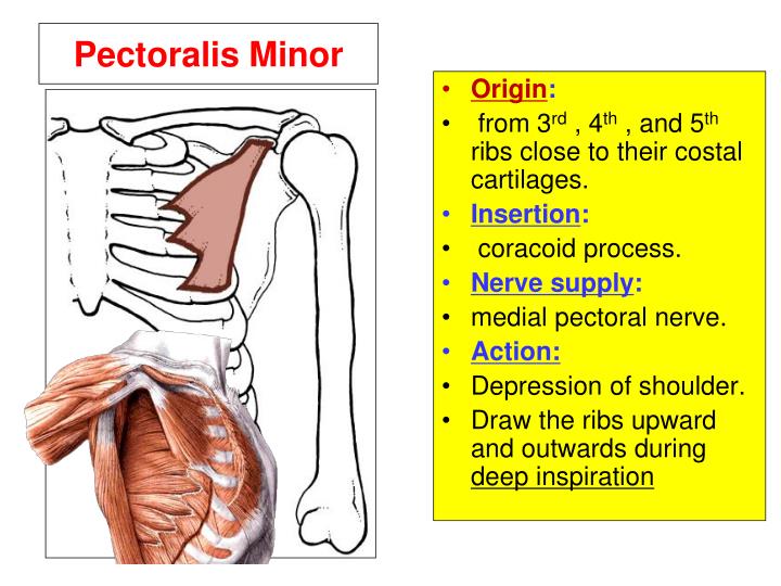PPT - PECTORAL REGION AND AXILLA PowerPoint Presentation - ID:2024410