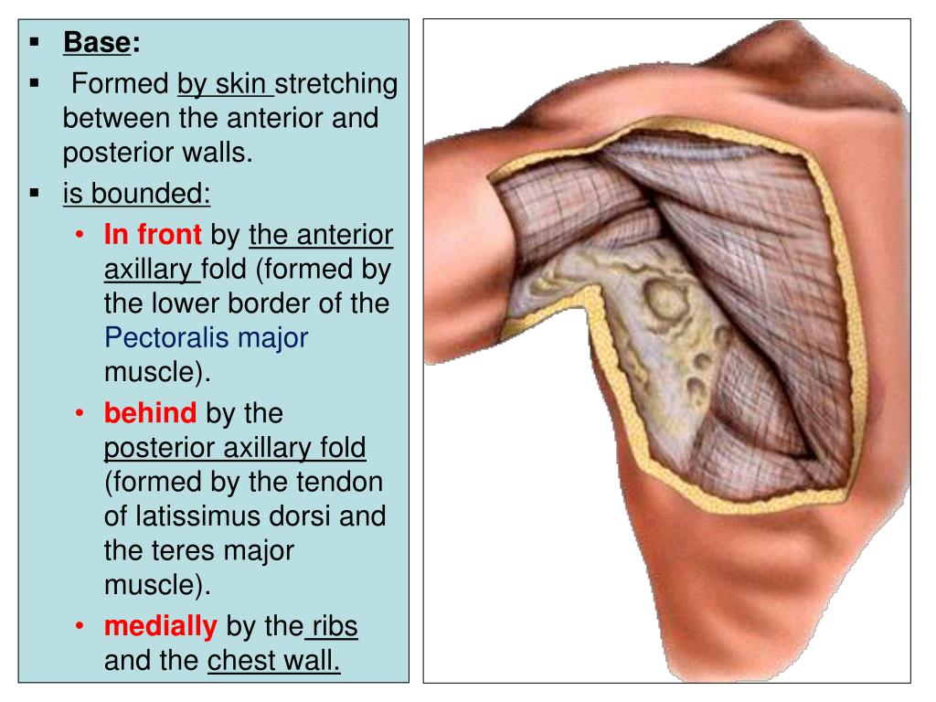Ppt Pectoral Region And Axilla Powerpoint Presentation Free Download