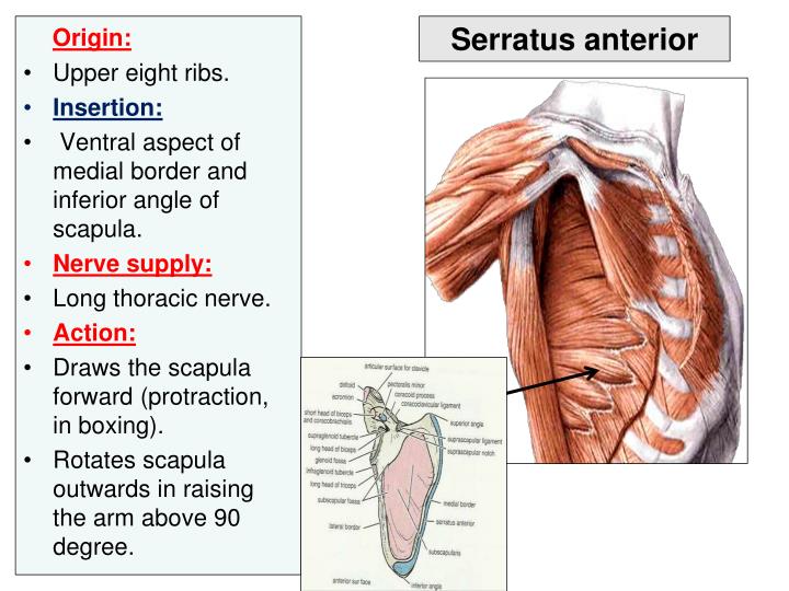 Ppt Pectoral Region And Axilla Powerpoint Presentation Id 2024410