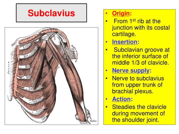 PPT - PECTORAL REGION AND AXILLA PowerPoint Presentation - ID:2024410