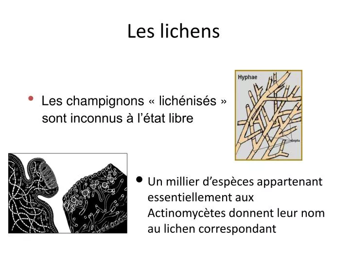 PPT - Les lichens PowerPoint Presentation, free download - ID:2024496