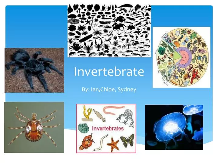 PPT - Invertebrate PowerPoint Presentation, free download - ID:2024783