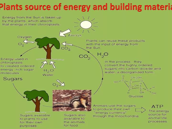 PPT - Plants source of energy and building materials PowerPoint ...