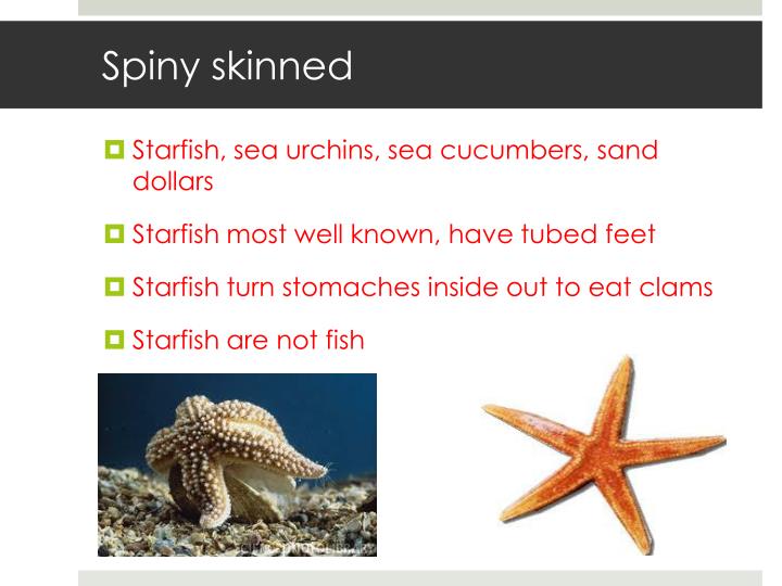 PPT - Sponges PowerPoint Presentation - ID:2025257