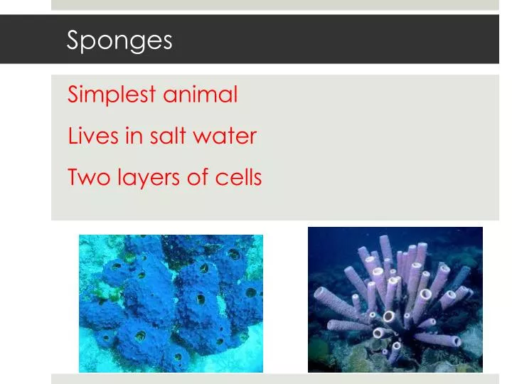 PPT - Sponges PowerPoint Presentation, free download - ID:2025257