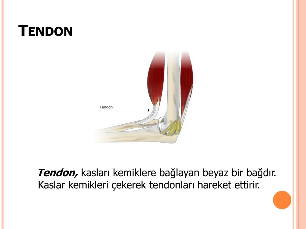 PPT - TENDON, LİGAMENT VE KARTİLAJ (KIKIRDAK) BİYOMEKANİĞİ PowerPoint ...