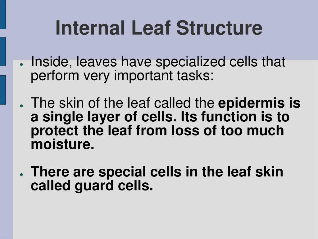 Internal Structure Of A Leaf And Their Function Powerpoint Template ...