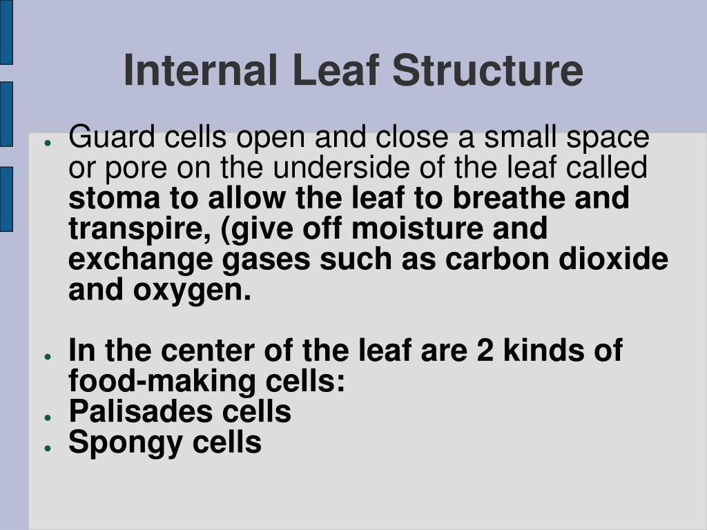 PPT - Parts of the Plant: Leaves PowerPoint Presentation, free download ...